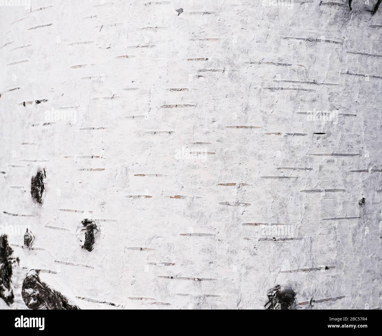 Birch bark background Stock Photo - Alamy