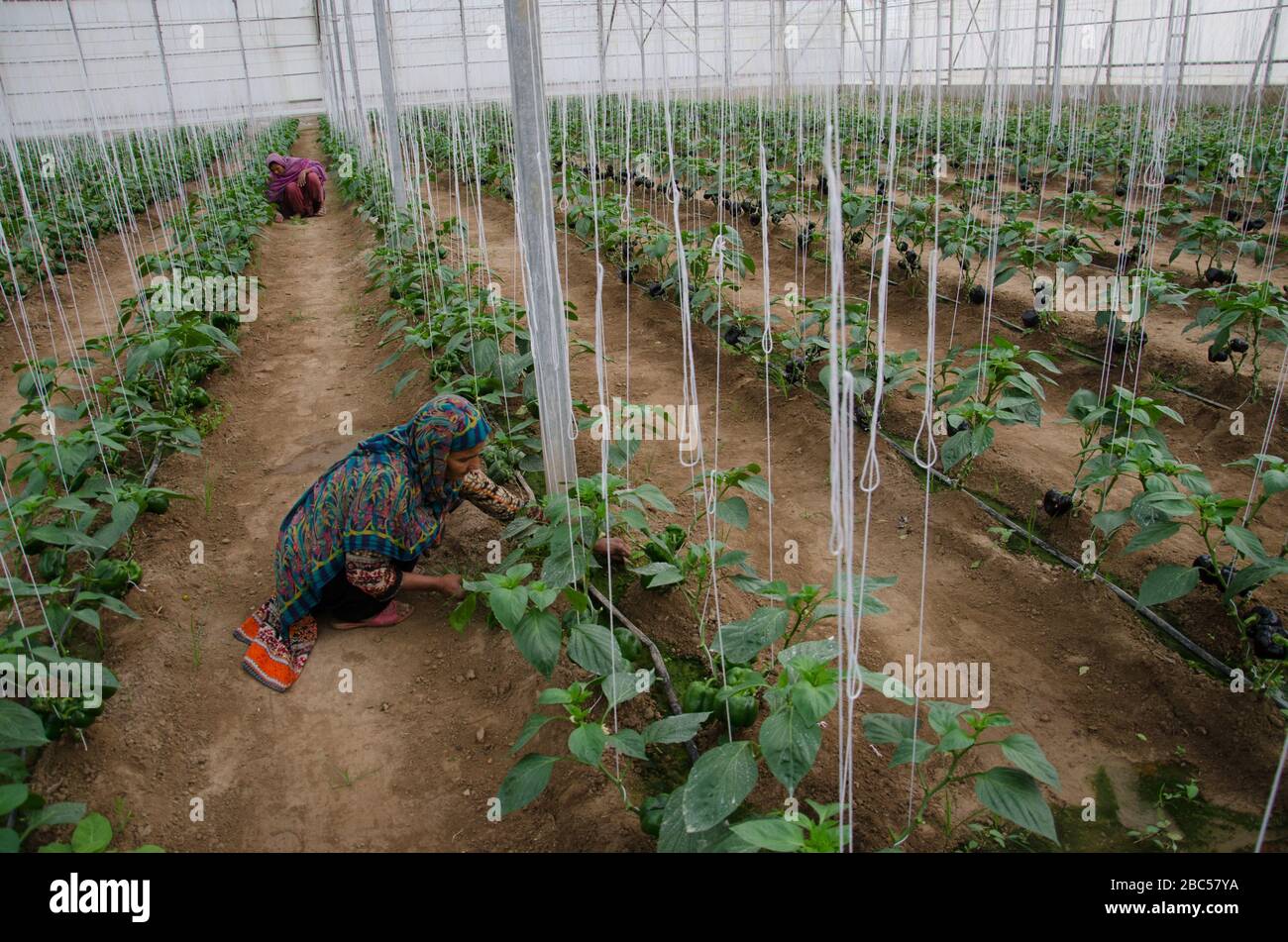 Female workers in Capsicum fields in MA Agri Farm in Faisalabad ...