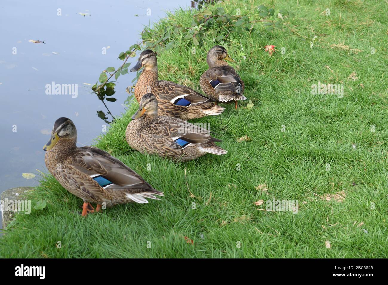 Mallard Ducks. female, resting on a grass bank of a lake Stock Photo ...