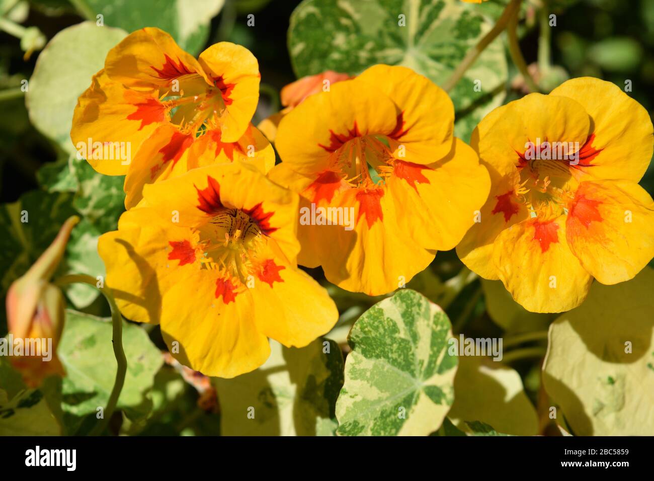 Beautiful patches hi-res stock photography and images - Alamy