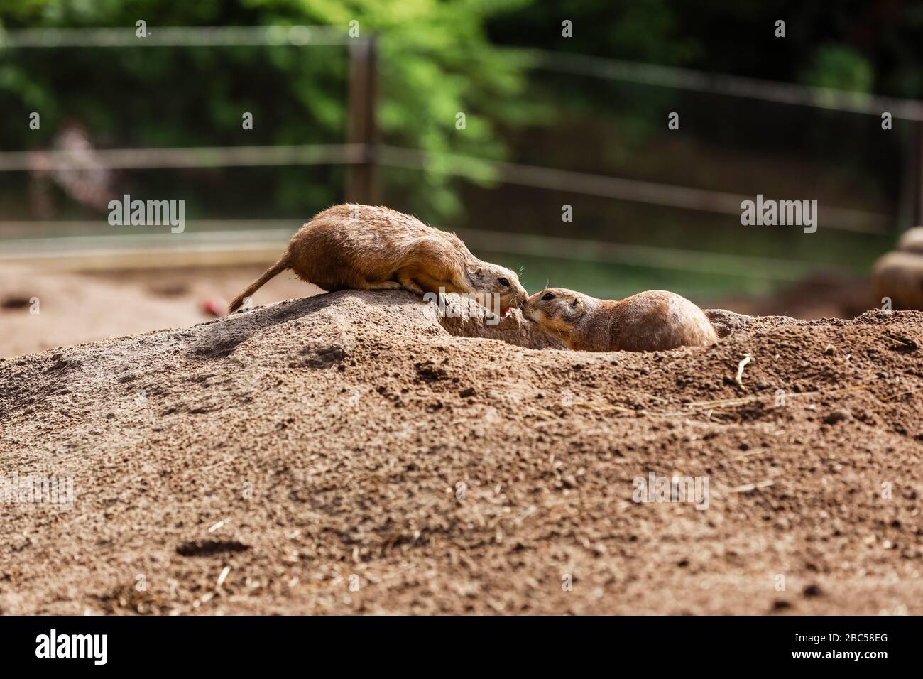 two Beautiful brown gophers are kissing. hamster in the zoo. Close up ...