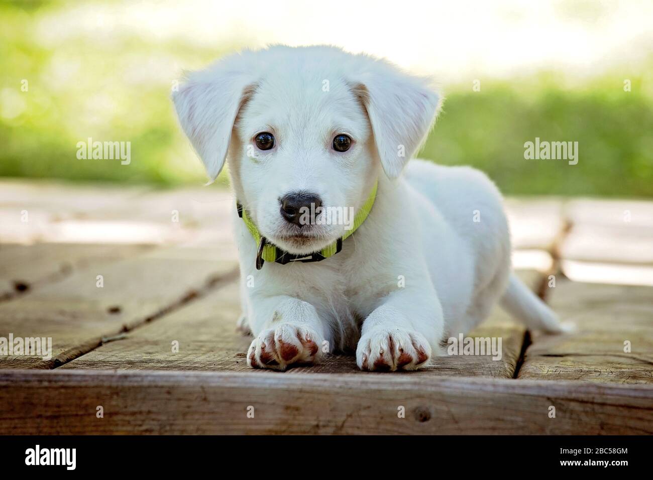 Cute and handsome dog Stock Photo - Alamy
