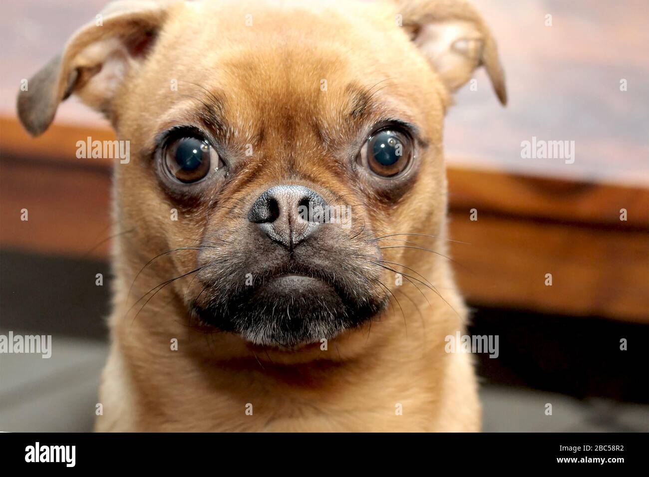 Whats The Best Looking Dog