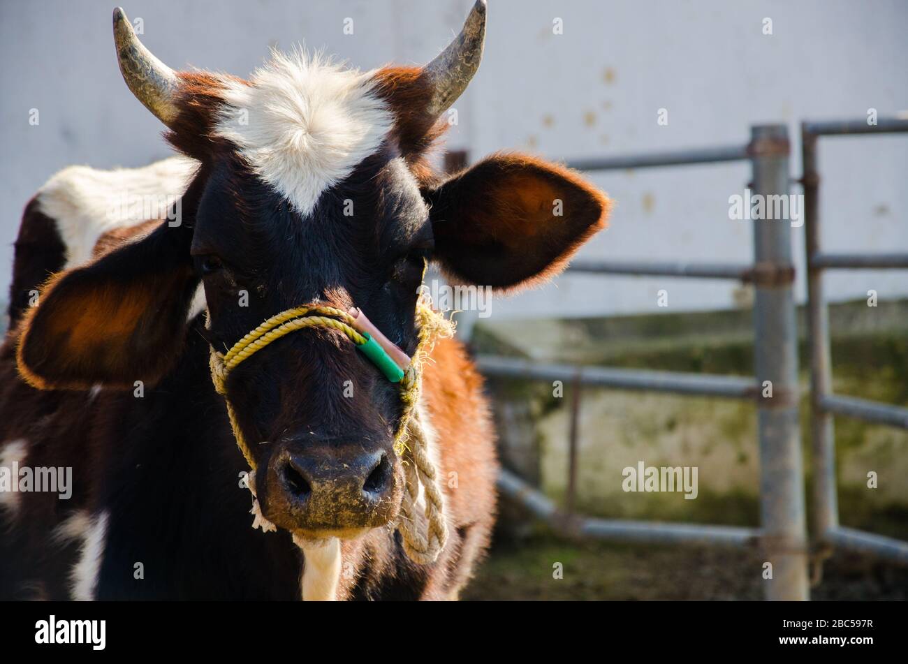 Cows during their daytime feed in a smallholder dairy farm in Mardan ...