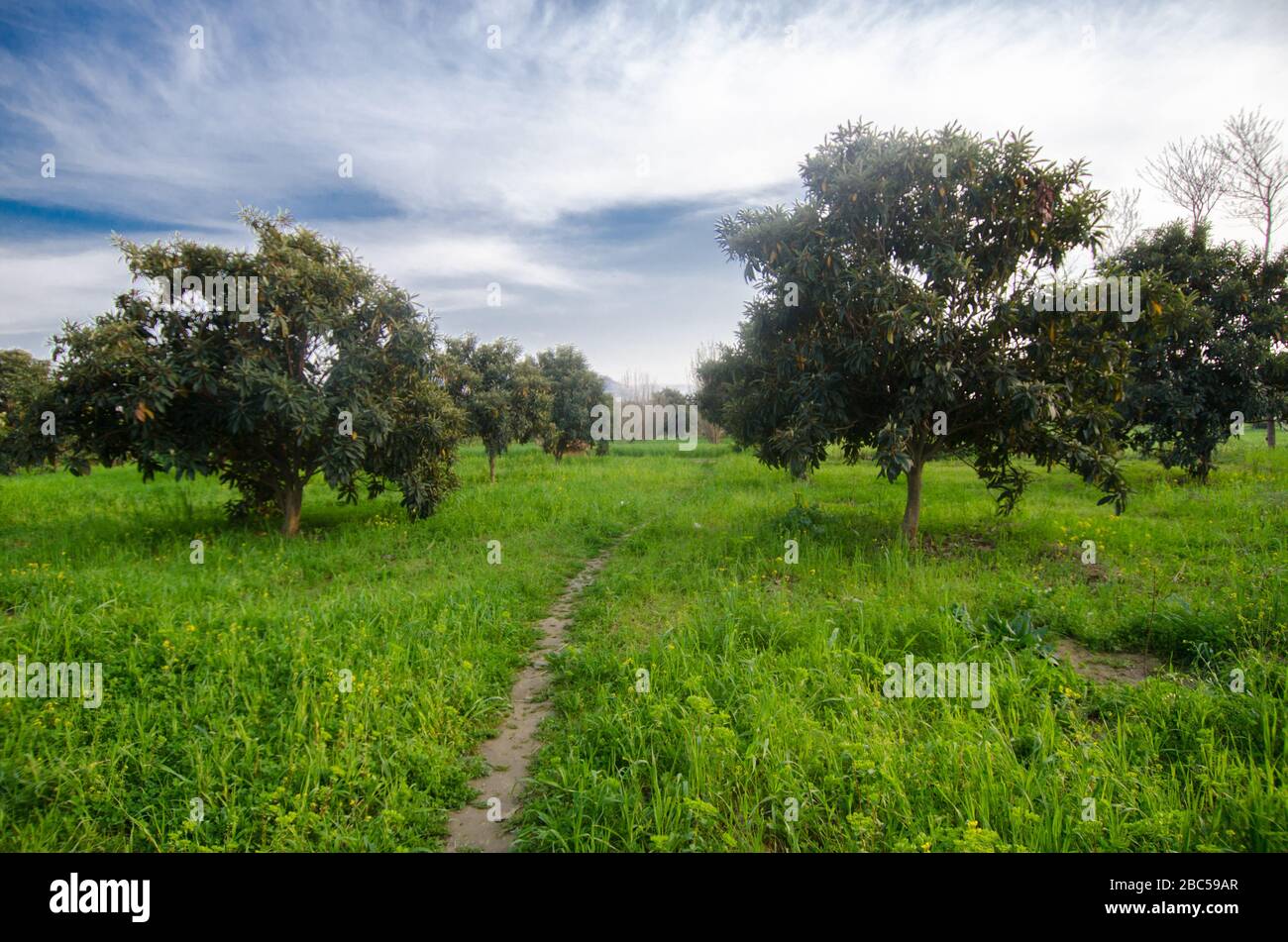 A Loquat orchard with a backdrop of hills in Mardan district of KPK ...