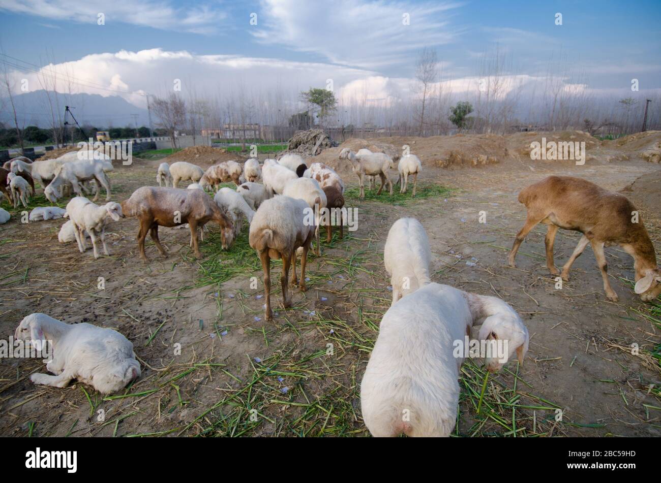 A herd of sheep with the shephered in the backdrop of hills in Mardan ...