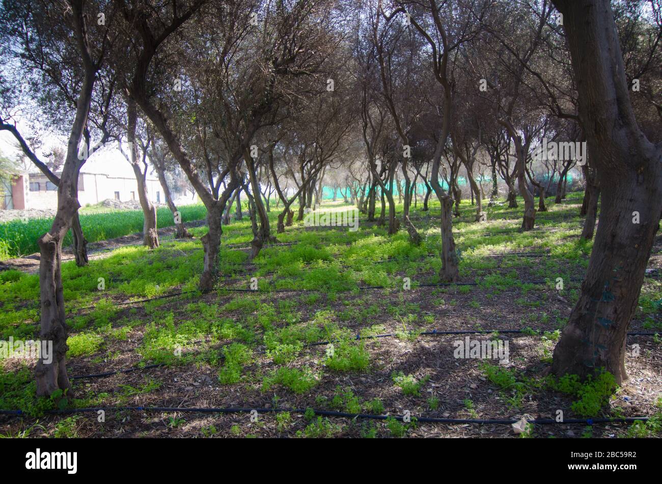 Drip irrigation farm hi-res stock photography and images - Alamy