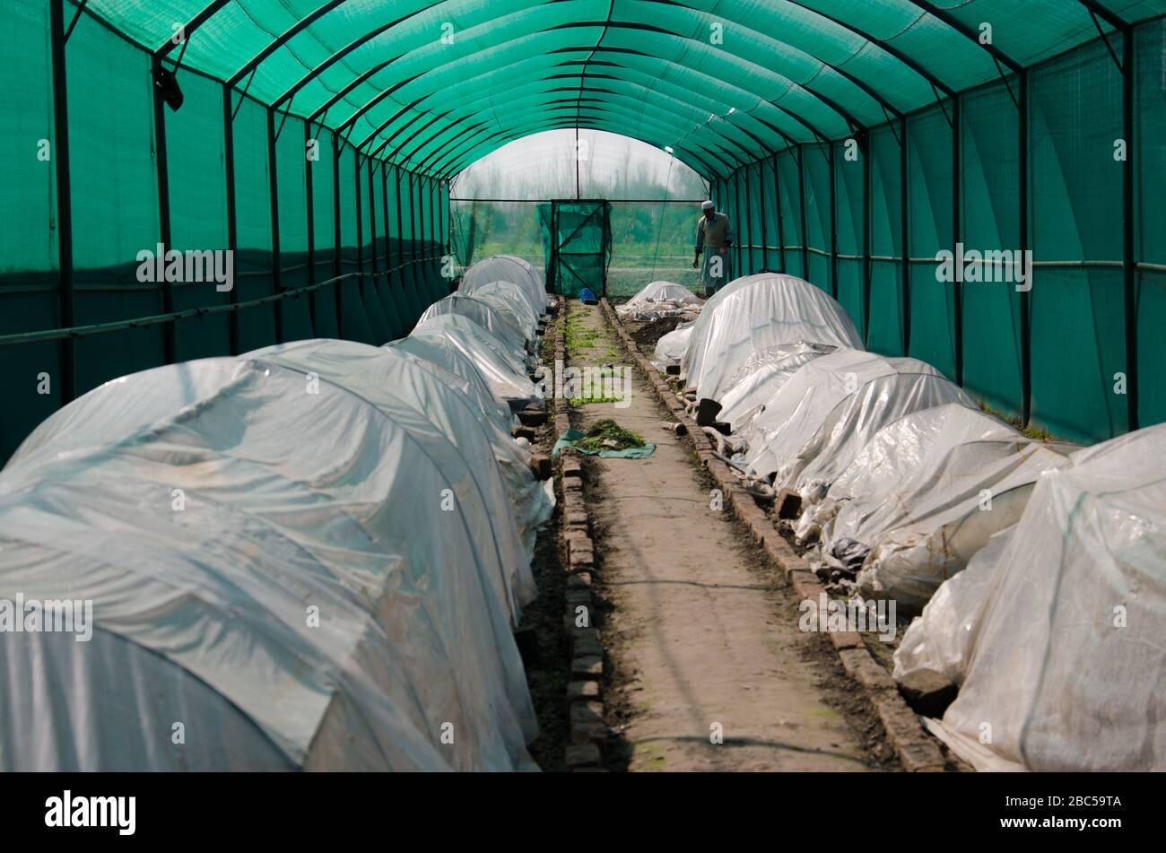 A greenhouse nursery housing olive plants in Tarnab Agri Farm in ...