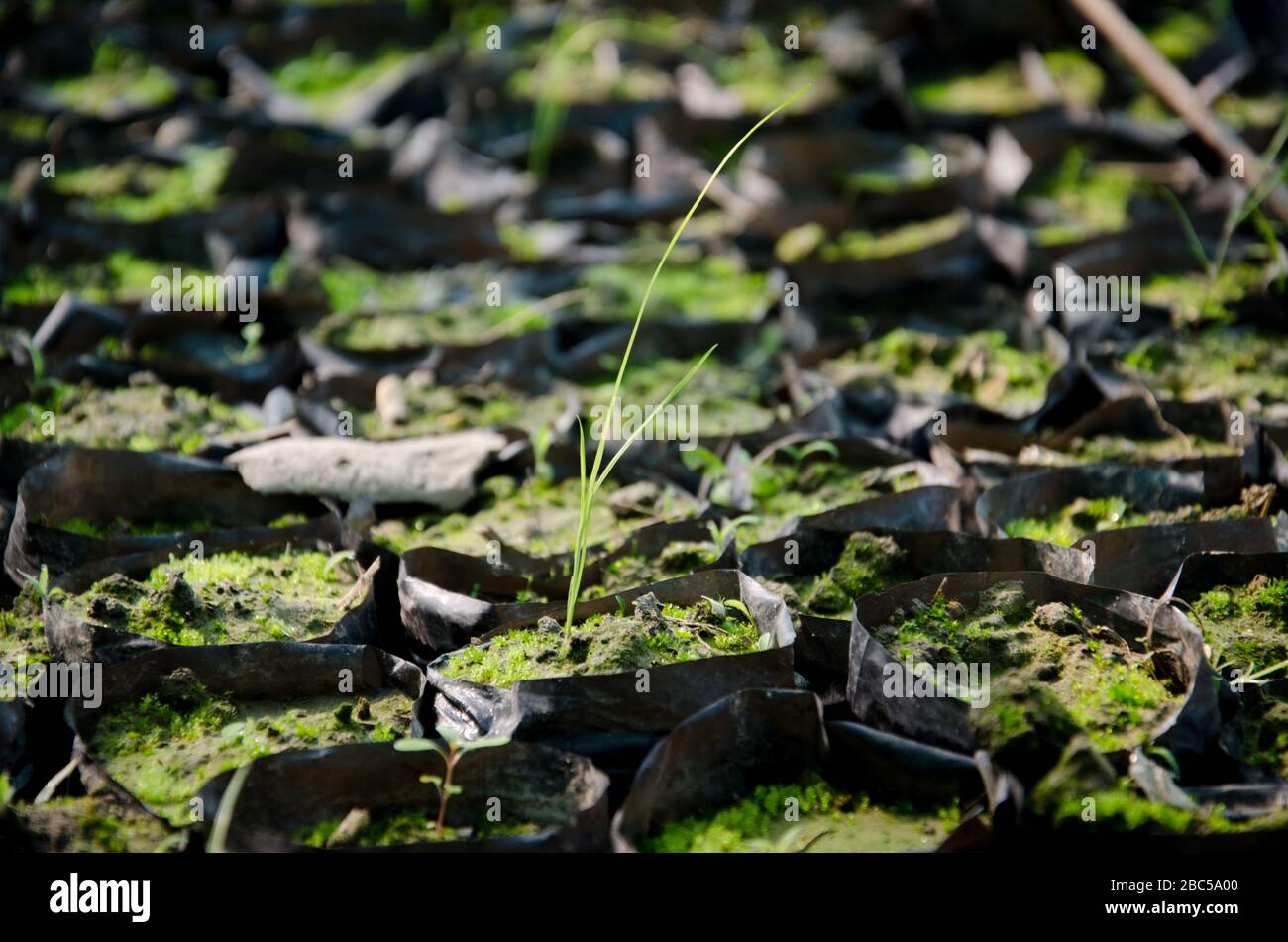 A greenhouse nursery housing olive plants in Tarnab Agri Farm in ...