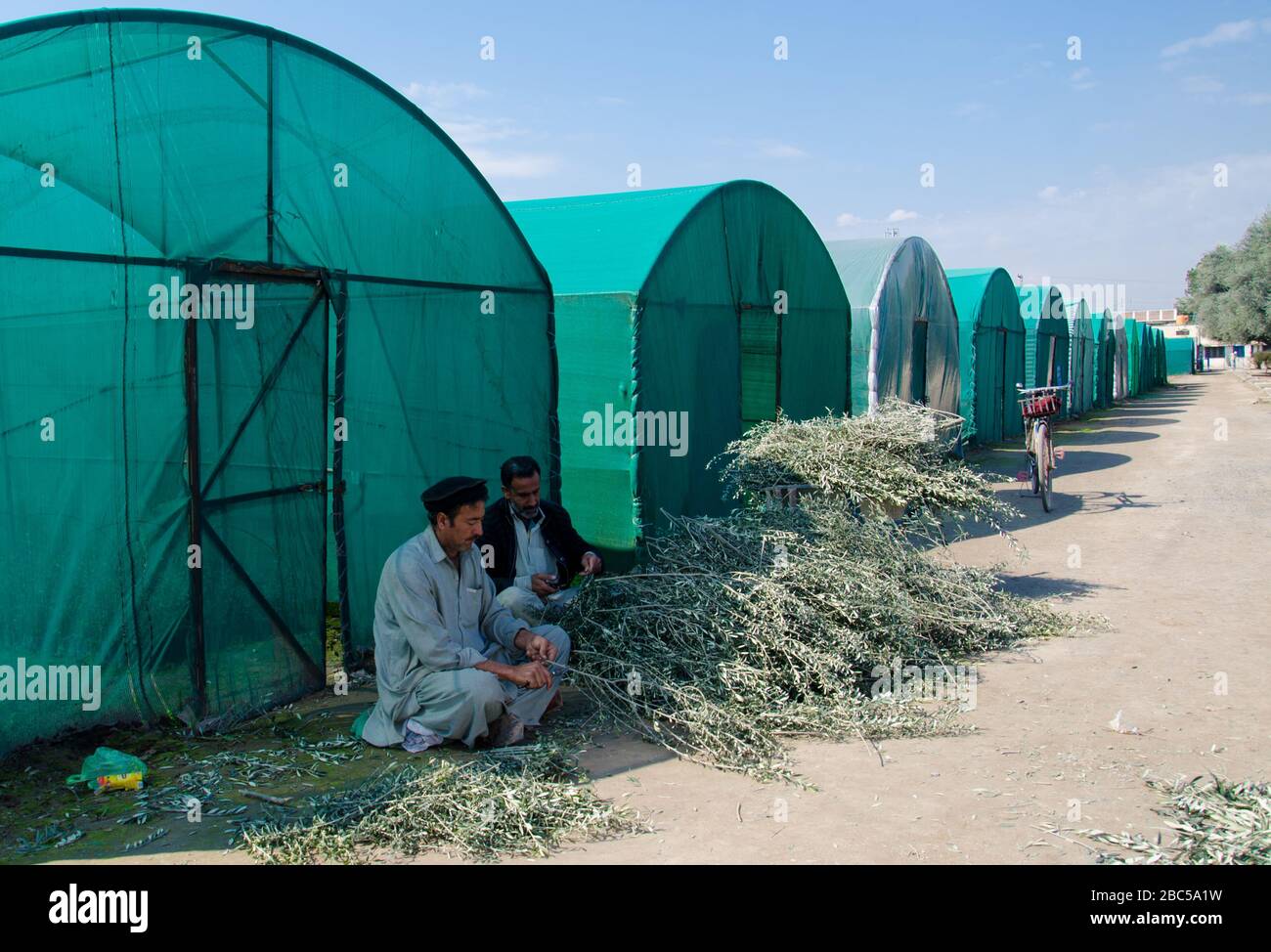 Farm workers Irfan Ullah and Yasin chopping Olive plants outside ...
