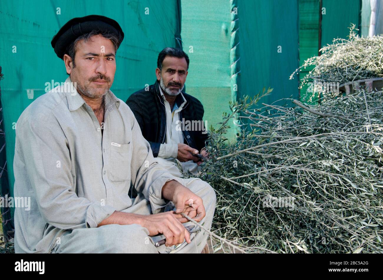 Farm workers Irfan Ullah and Yasin chopping Olive plants outside ...