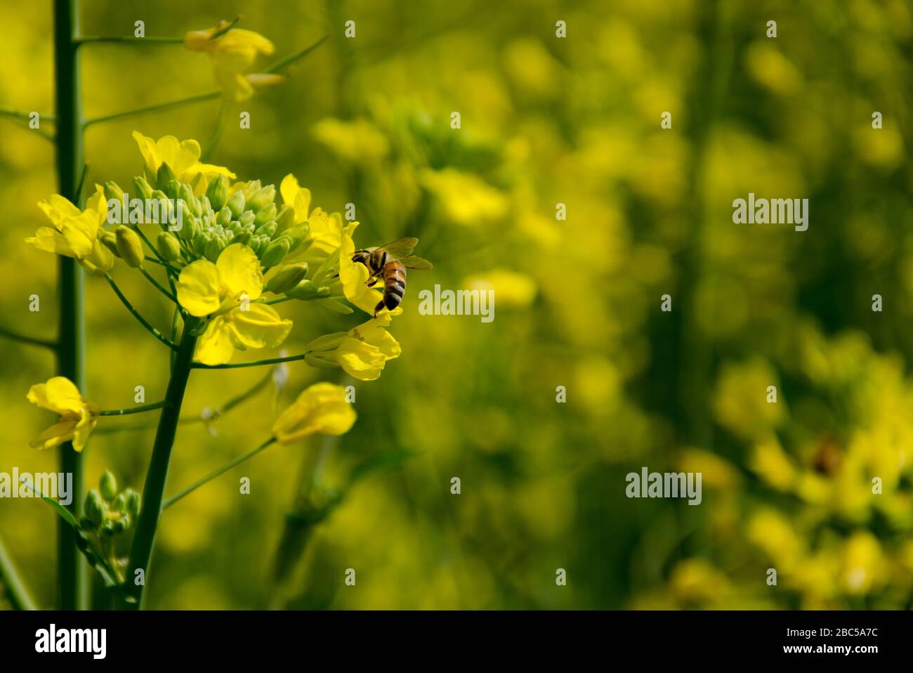 A honeybee sits on a Mustard flower in Tarnab Agri Farm in Peshwar ...