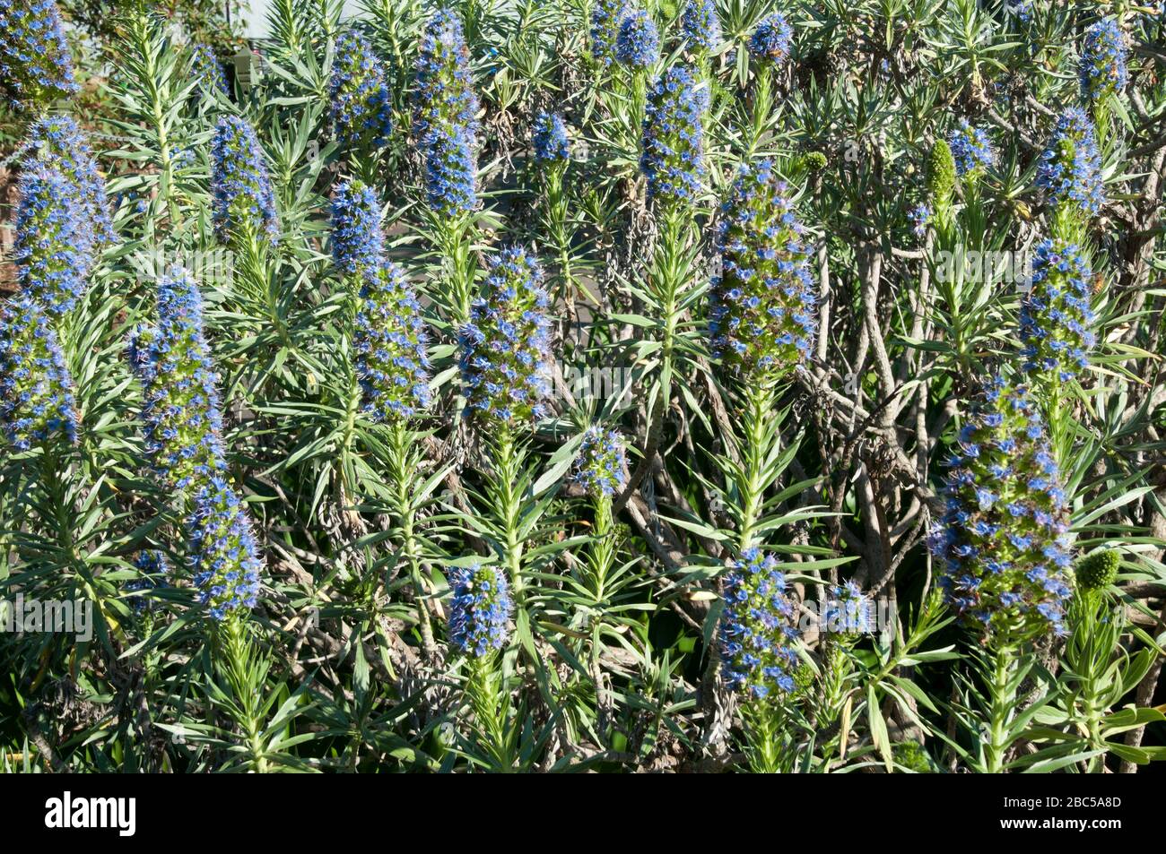 Sydney Australia, view of a flowering blue echium bush in spring ...