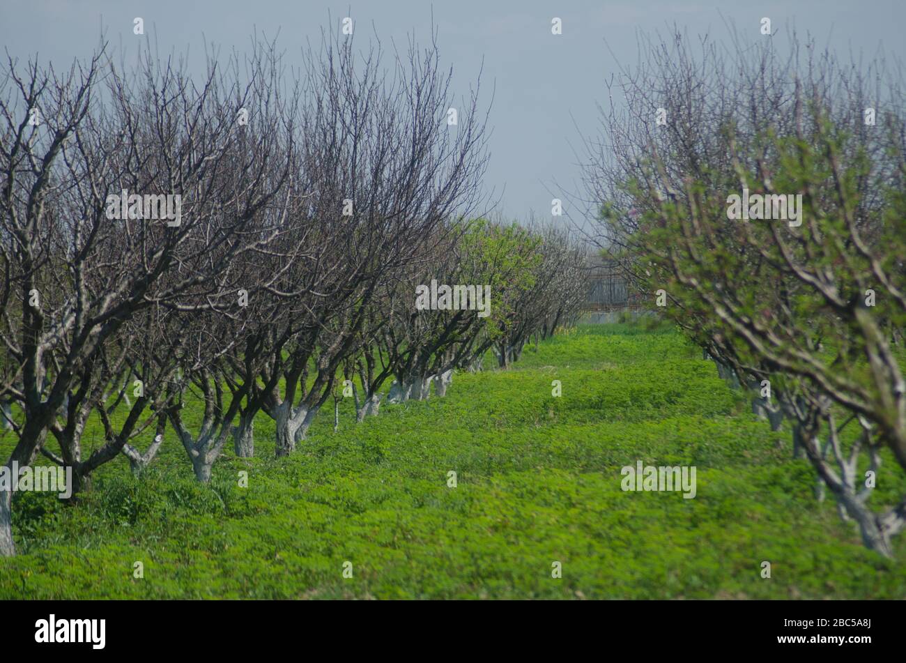 Peach orchard with blooming flowers in Tarnab Agri farm, a government ...