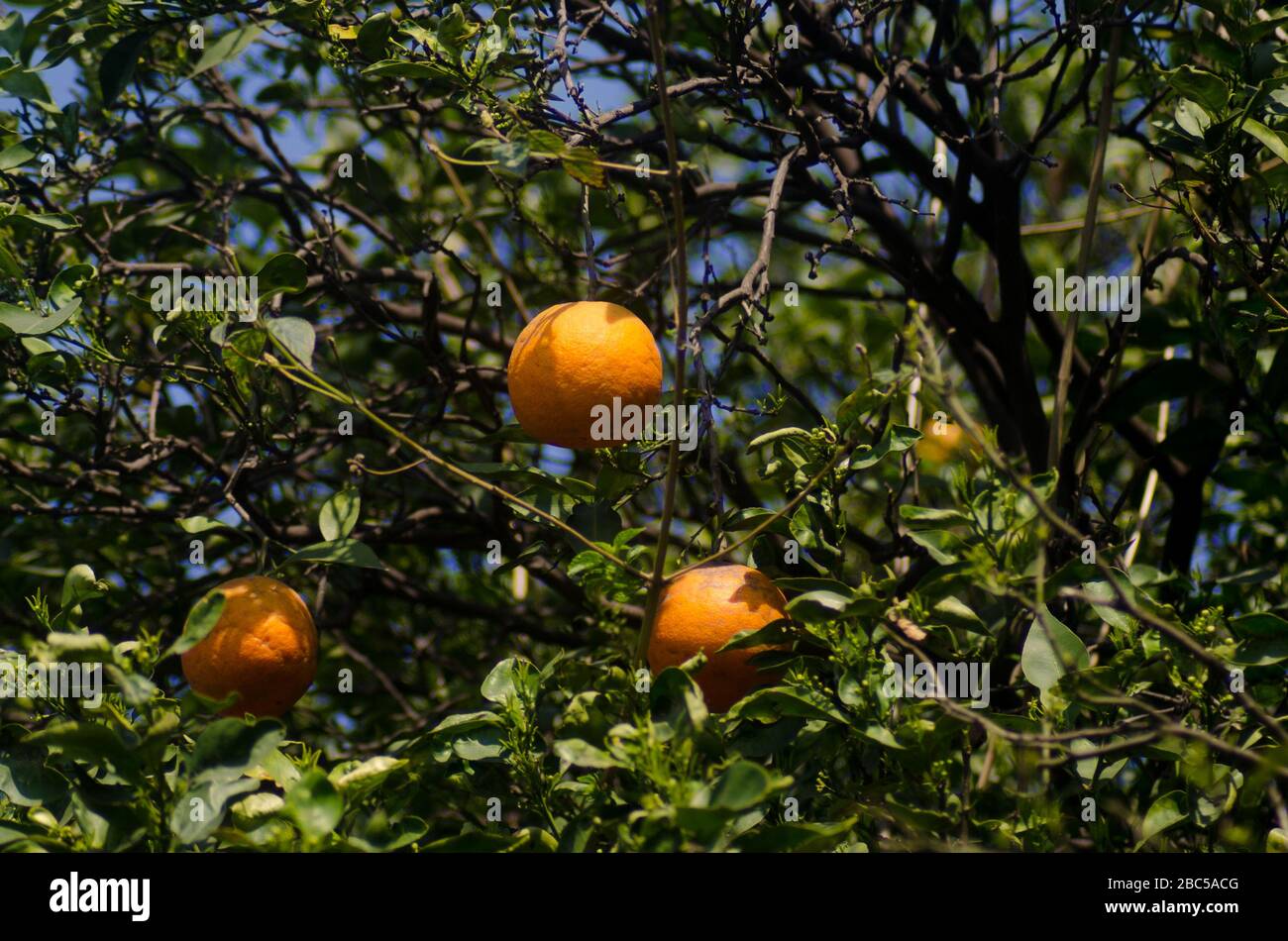 A citrus fruit inside Tarnab Agri farm in Peshawar, Pakistan Stock ...