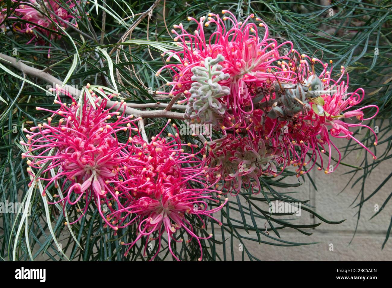 Silky oak with pink flowers hi-res stock photography and images - Alamy