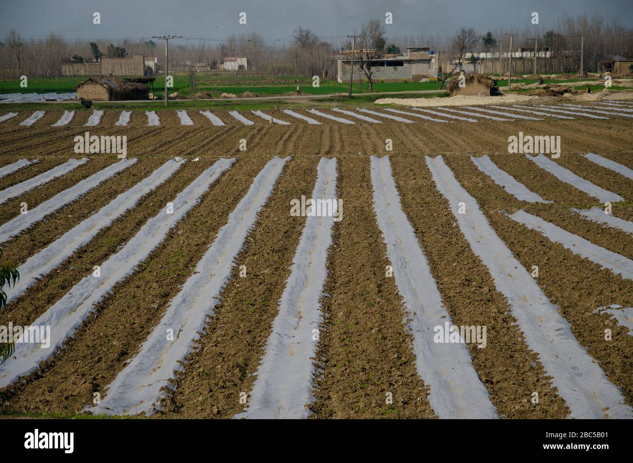 Mulch irrigation being used by farmers in KPK province in Pakistan ...