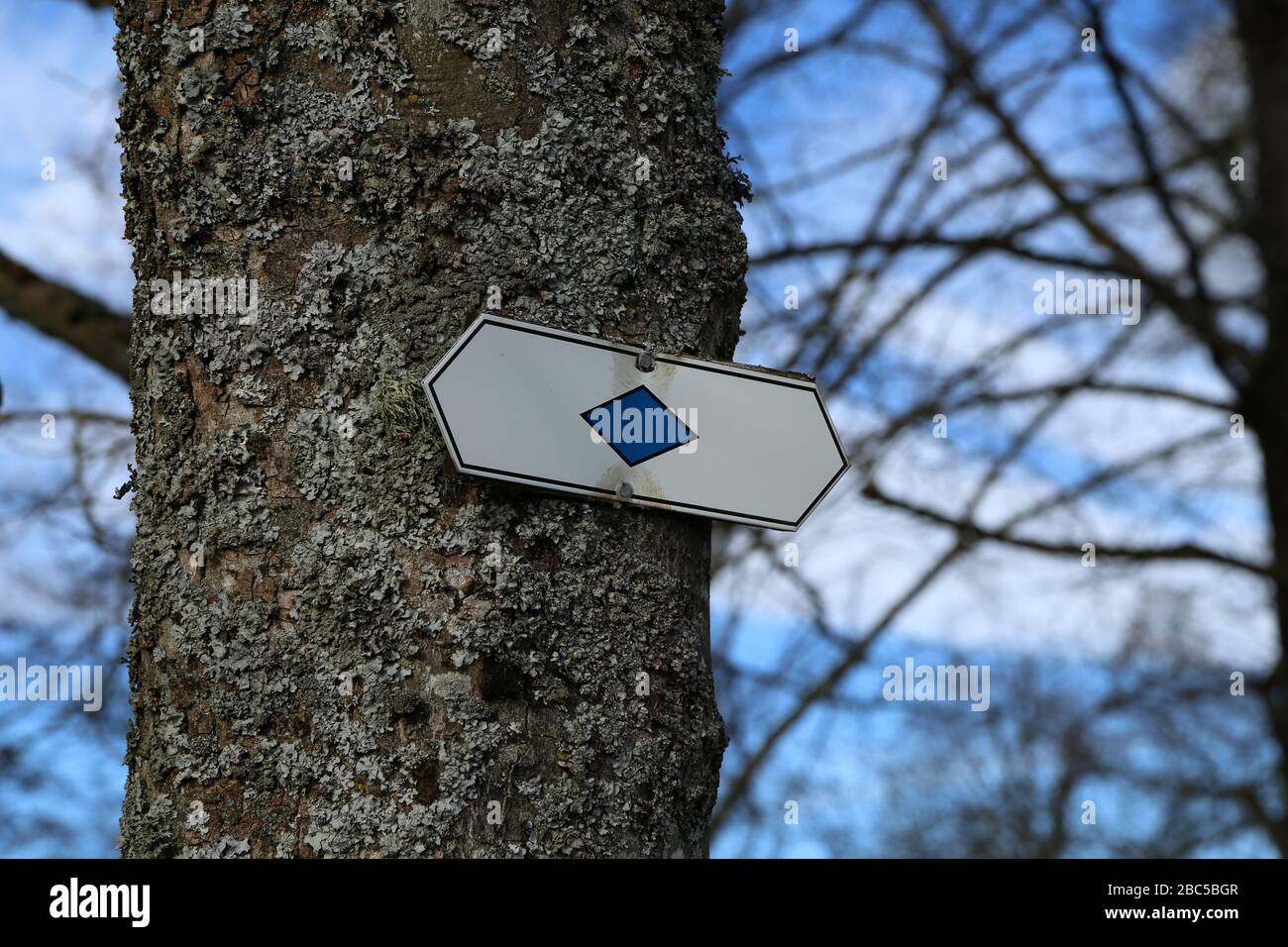 Direction signs on trees in the forest Stock Photo - Alamy