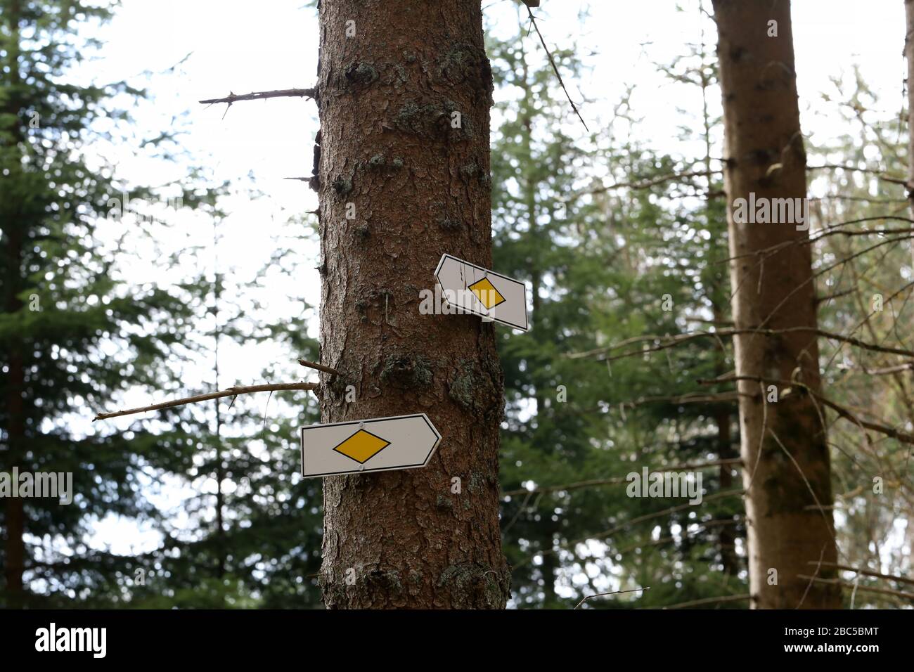 Direction signs on trees in the forest Stock Photo - Alamy