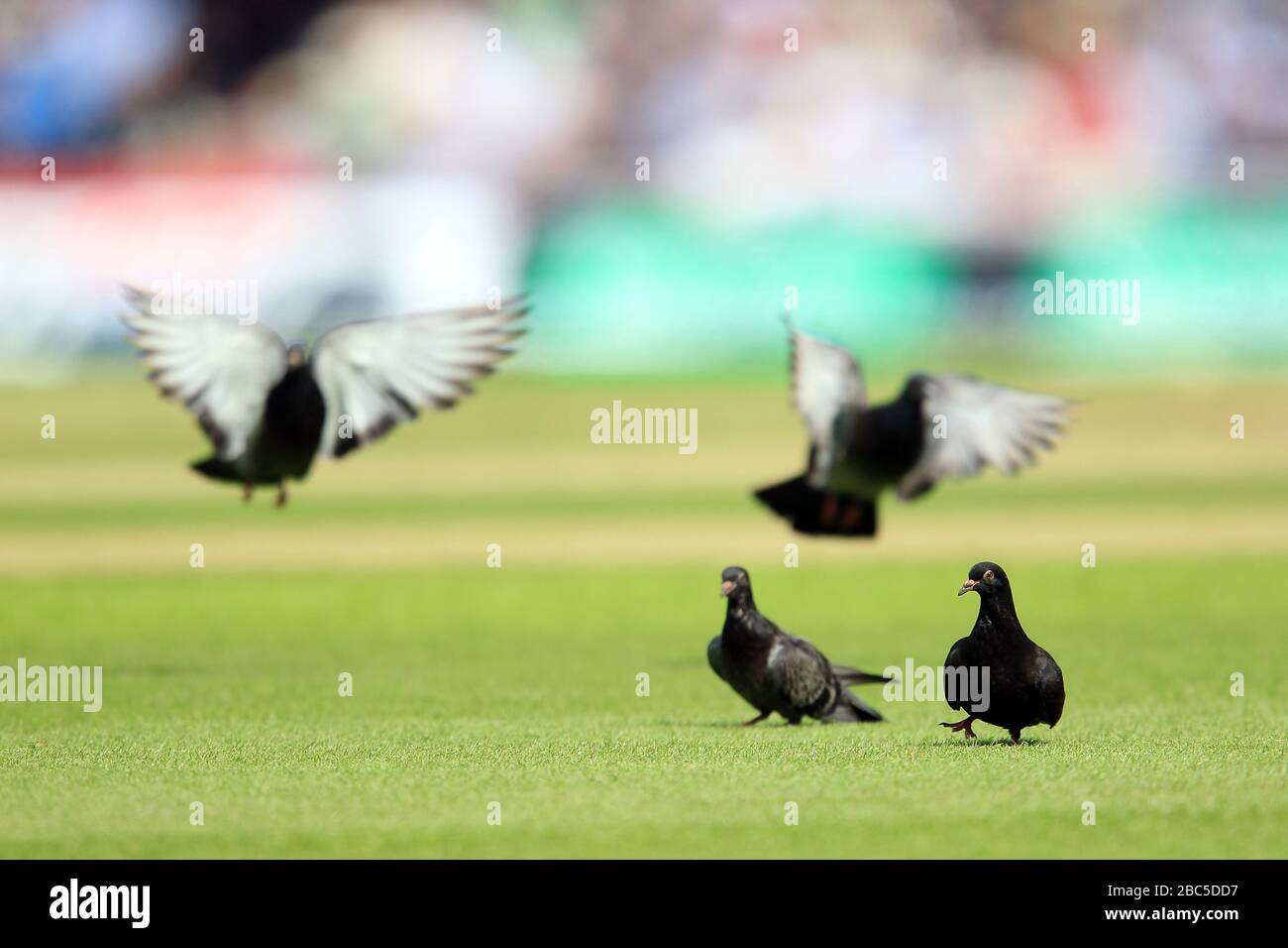 A view of birds on the pitch hi-res stock photography and images - Alamy