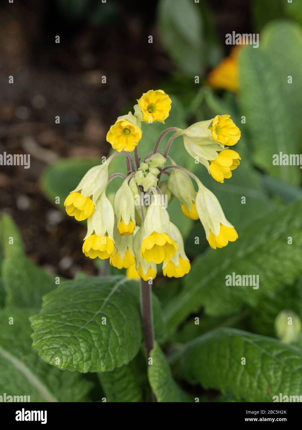 Cluster of small flowers hi-res stock photography and images - Alamy