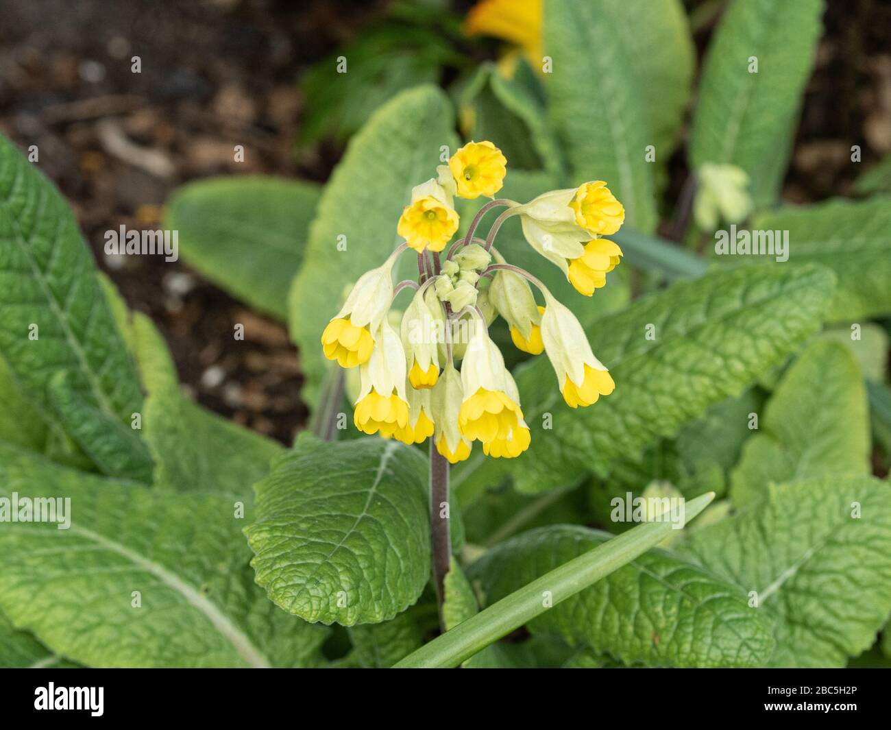 Cluster of small flowers hi-res stock photography and images - Alamy