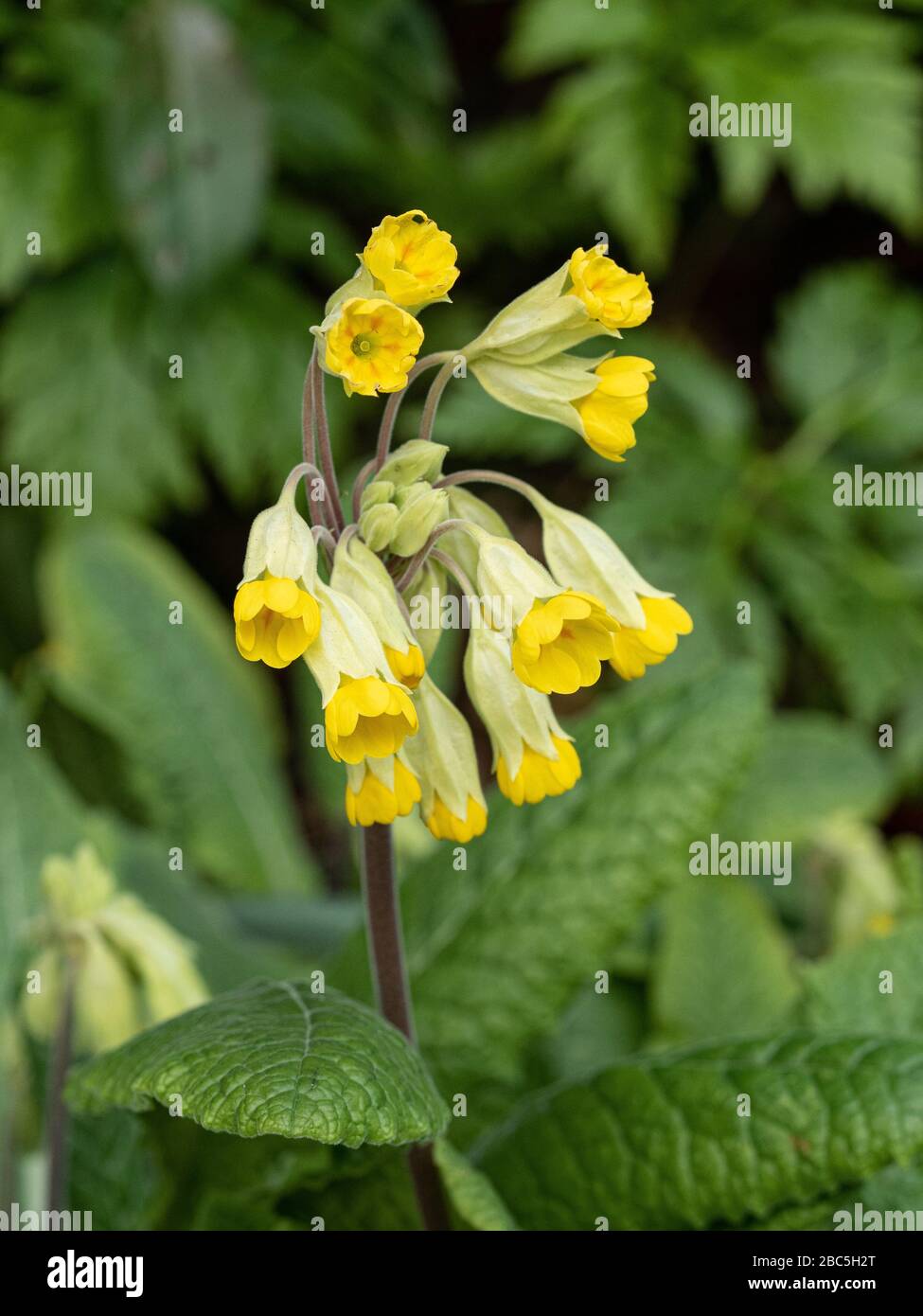 Cluster of small flowers hi-res stock photography and images - Alamy
