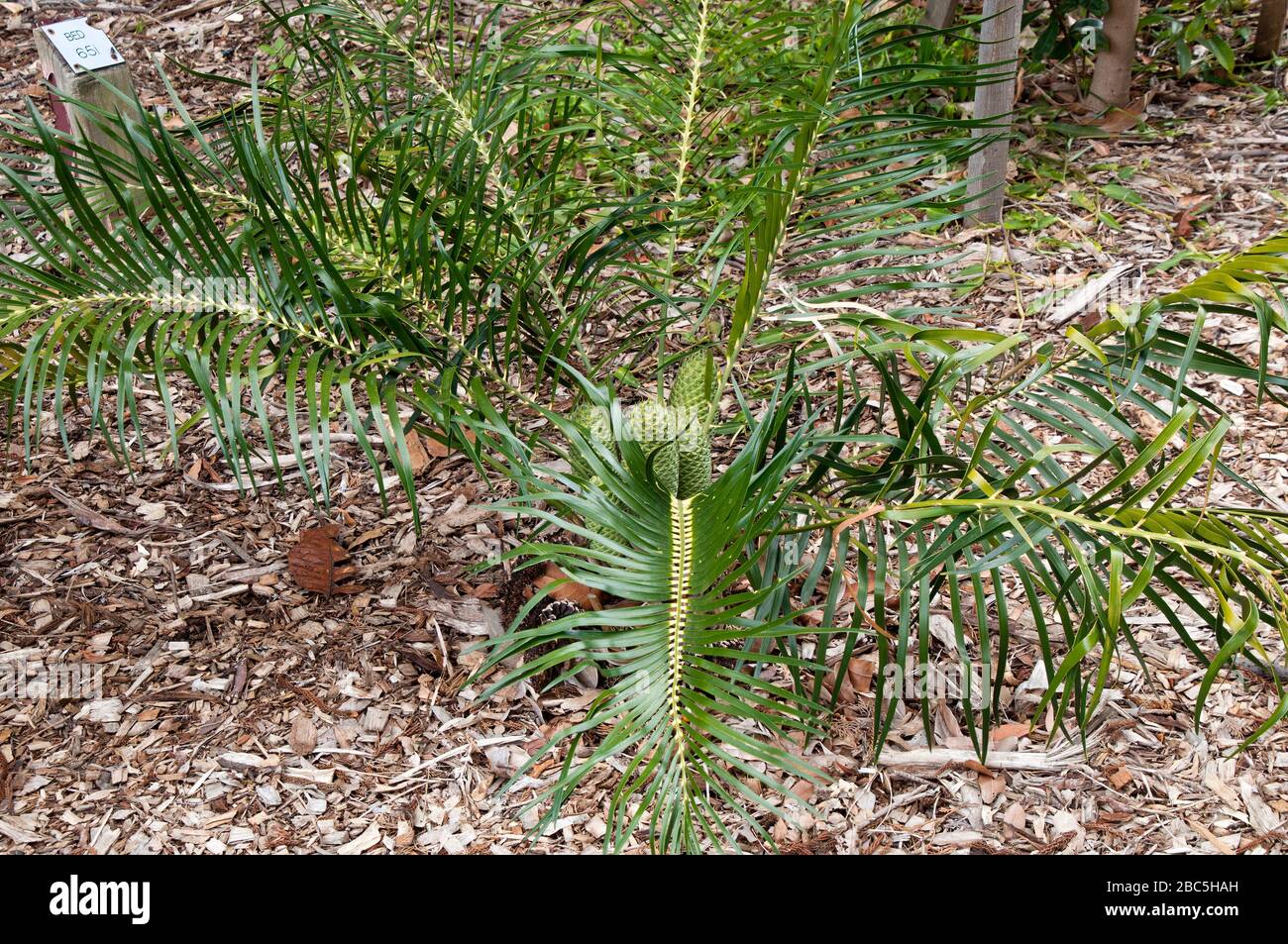 Macrozamia hi-res stock photography and images - Alamy