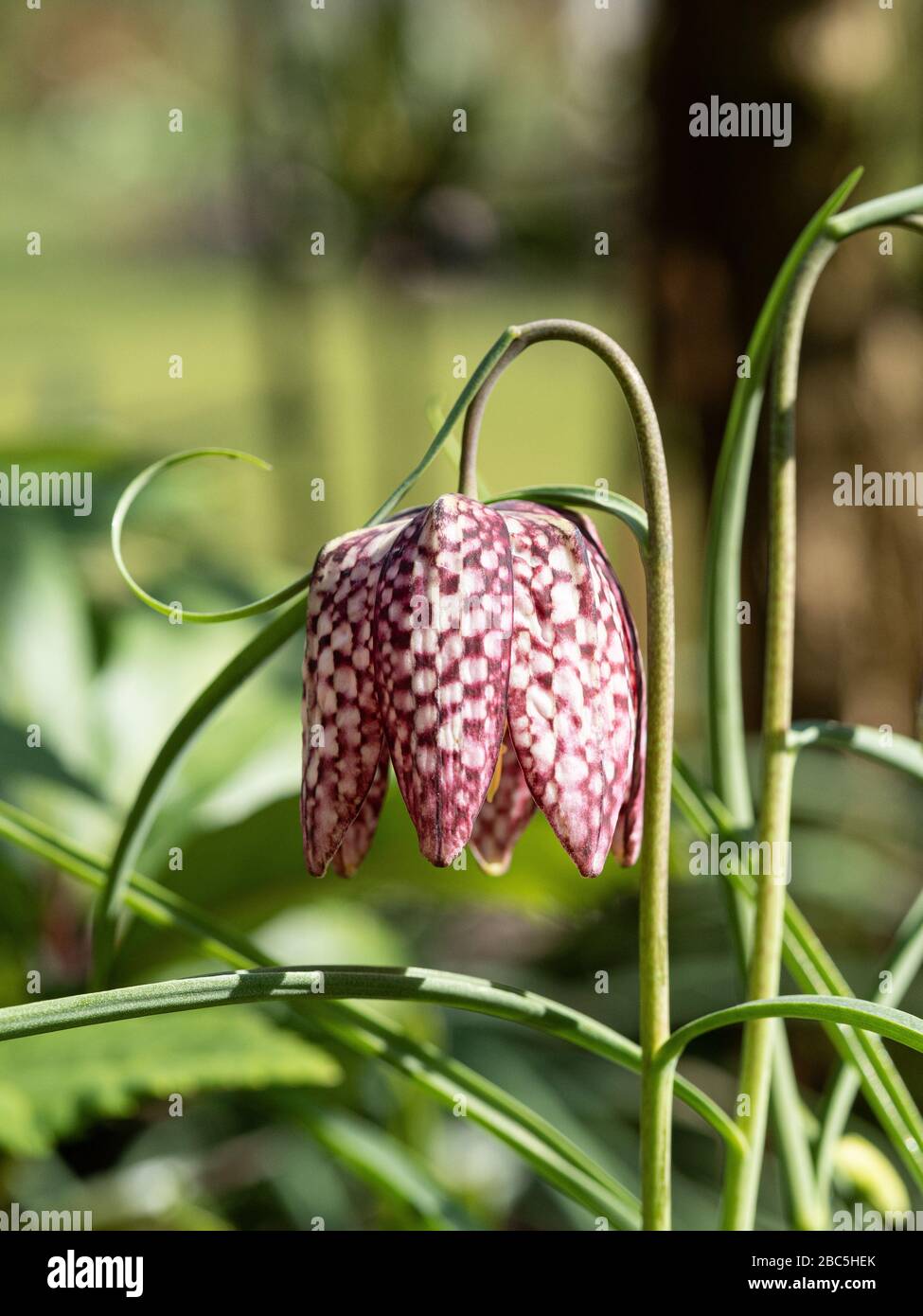 A close up of a single pink checkerboard flower of the snakes head ...