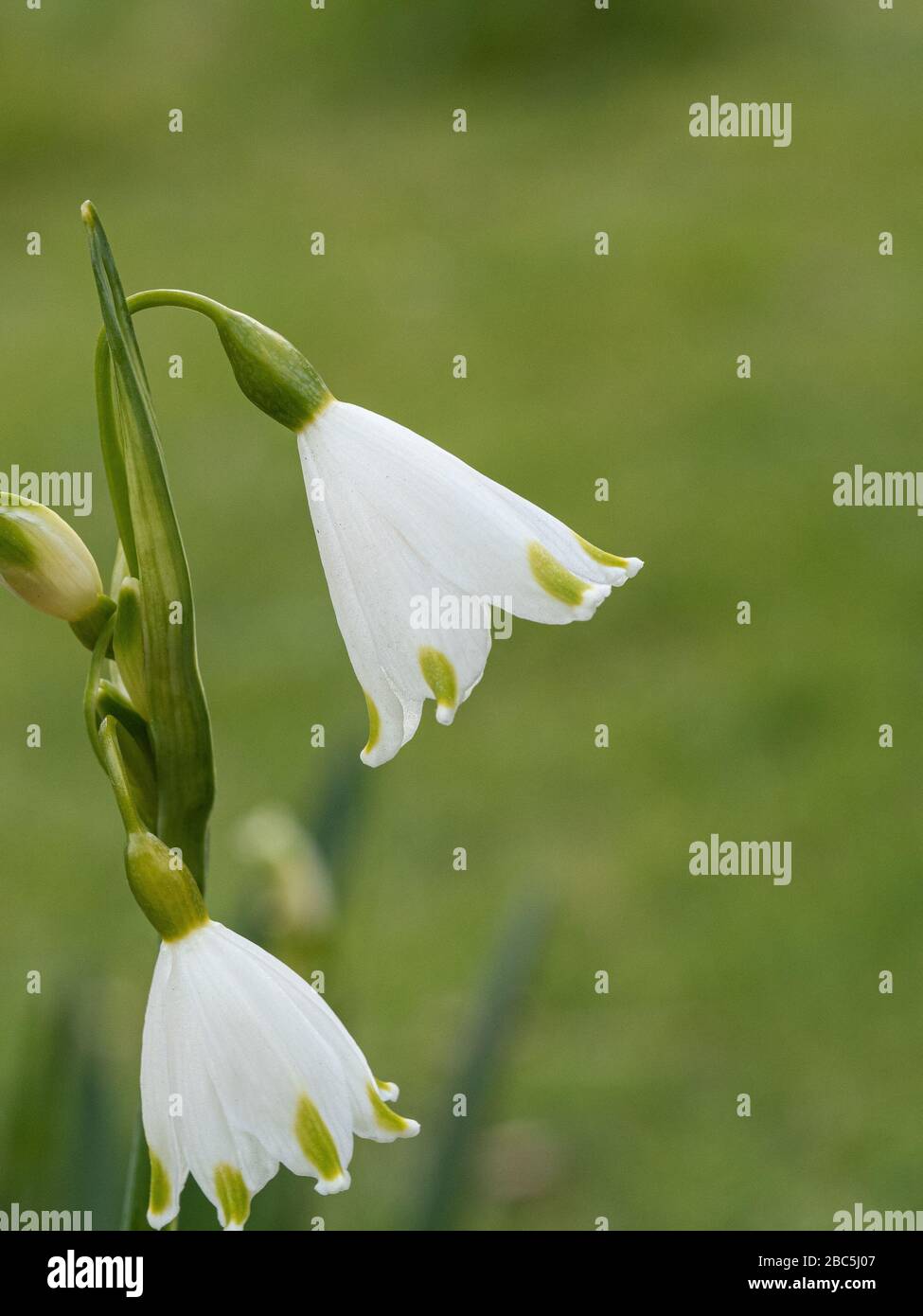 A close up of a single white flower of the summer snowflake Leucojum ...