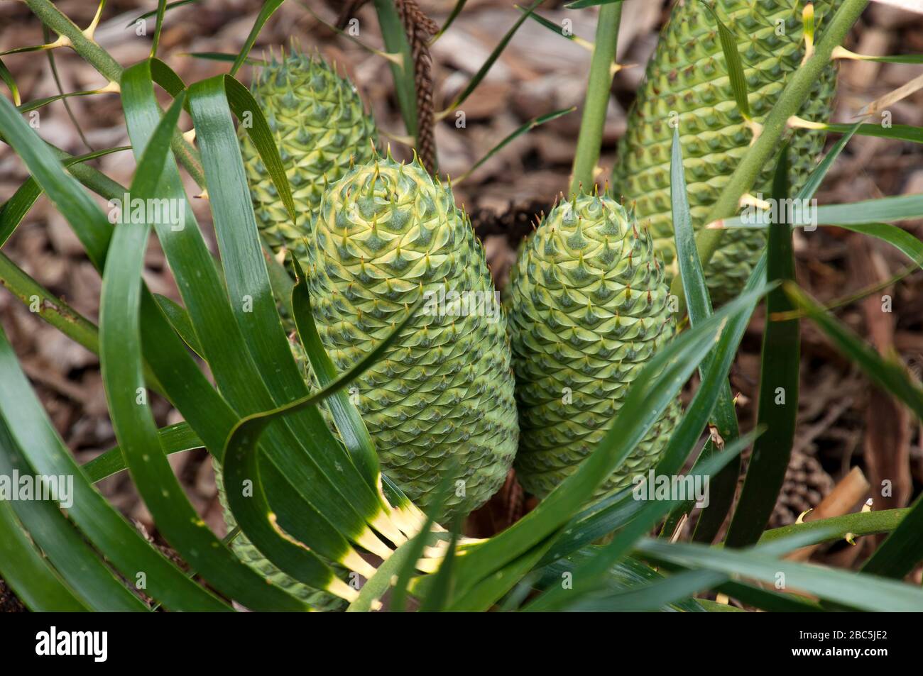 Sydney Australia, Macrozamia Lucida a palm like bush with green cones ...