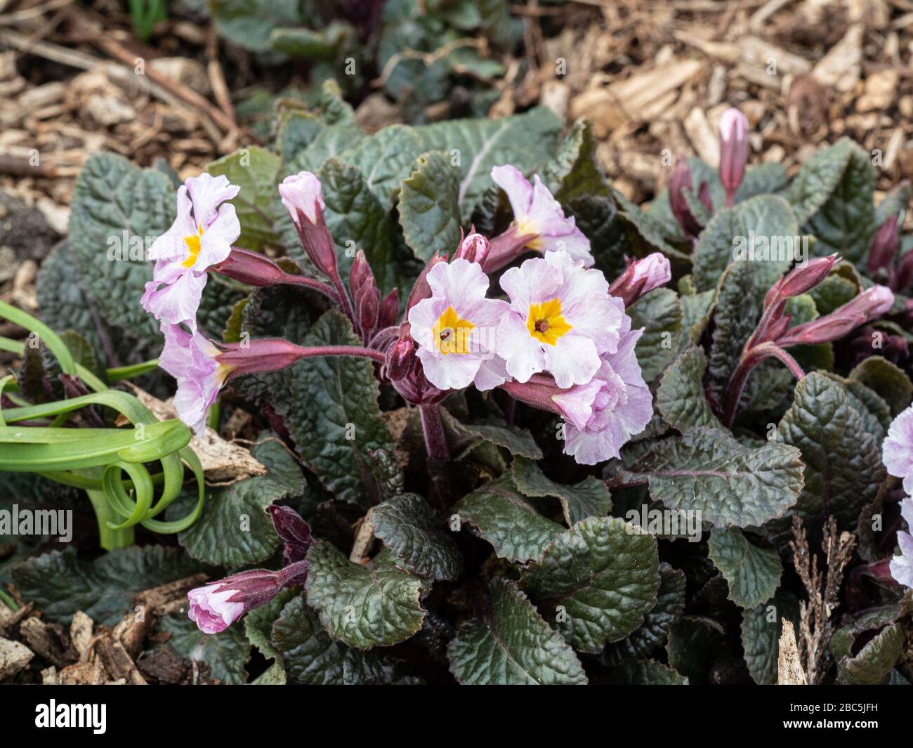 Bronze leaves hi-res stock photography and images - Alamy