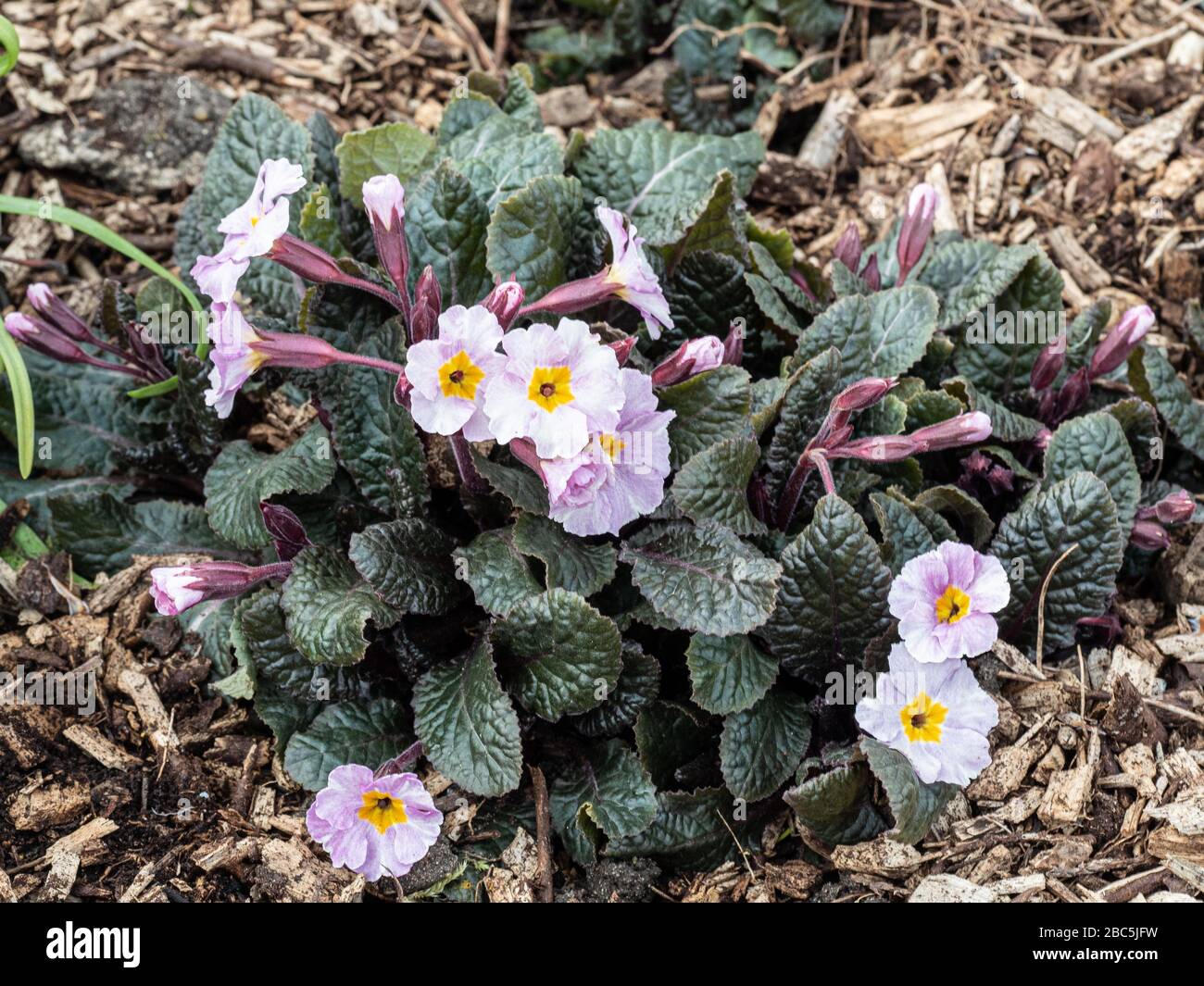 A close up of a group of the pale pink flowers of Primula Guinevere ...