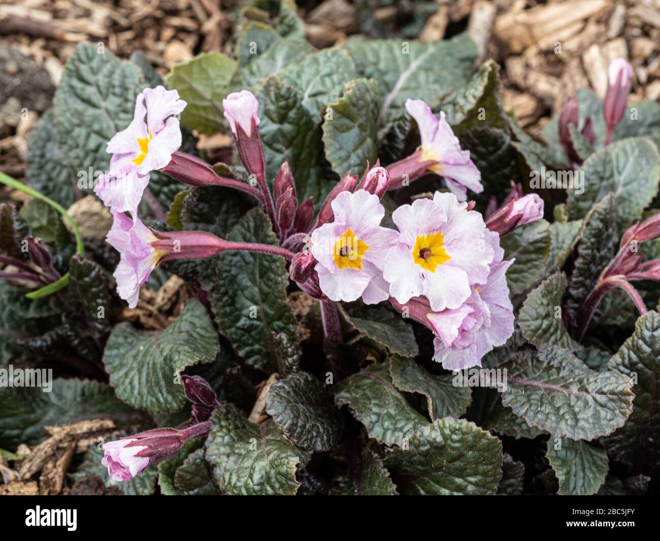 Very pale pink flowers hi-res stock photography and images - Alamy