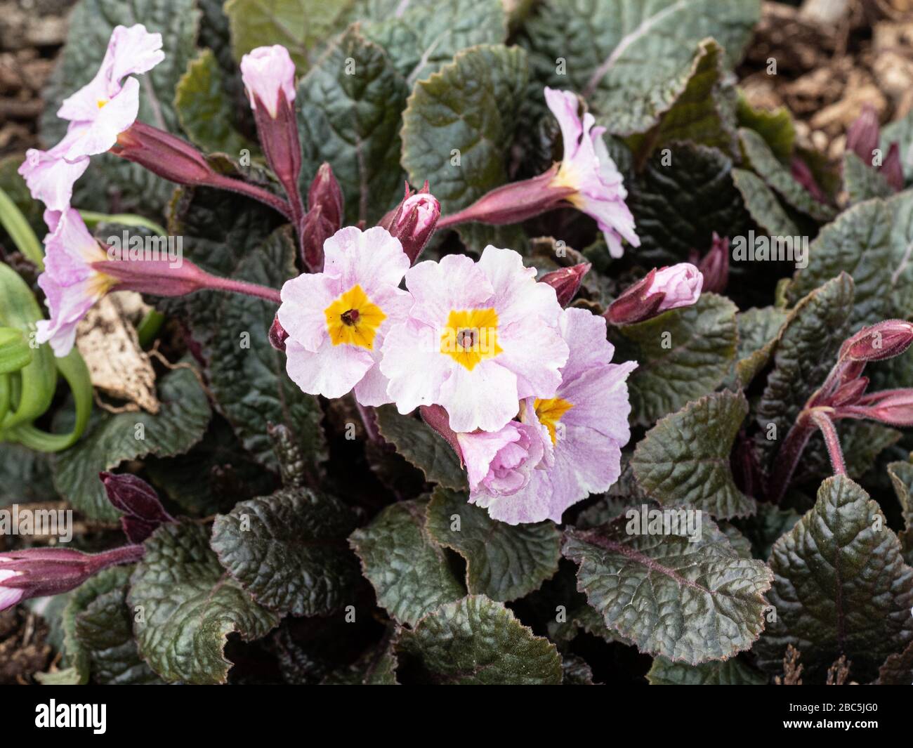 A close up of a group of the pale pink flowers of Primula Guinevere ...
