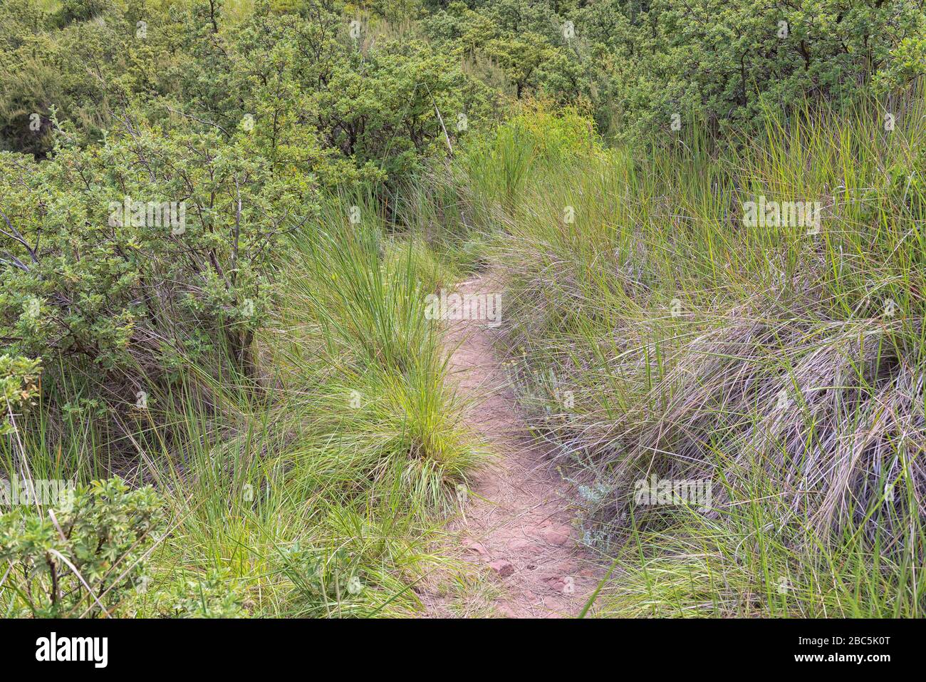 Oldwood tree hi-res stock photography and images - Alamy