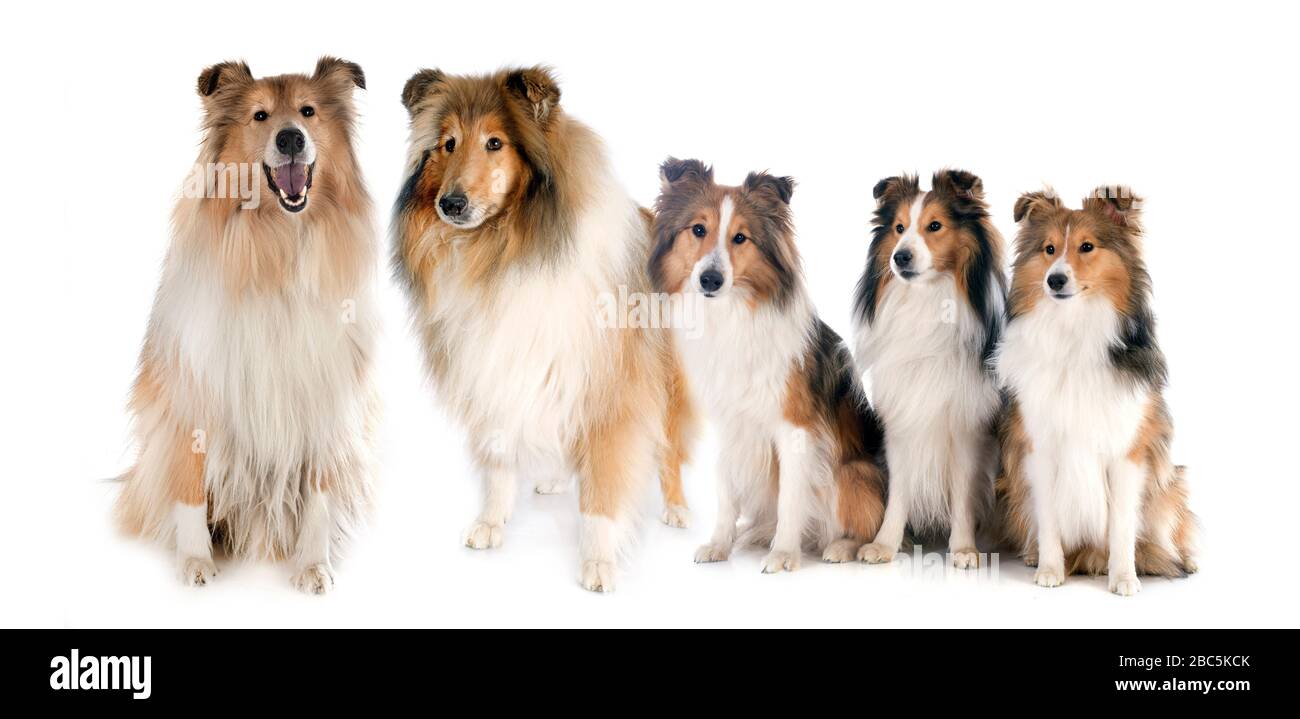 Rough collies hi-res stock photography and images - Alamy