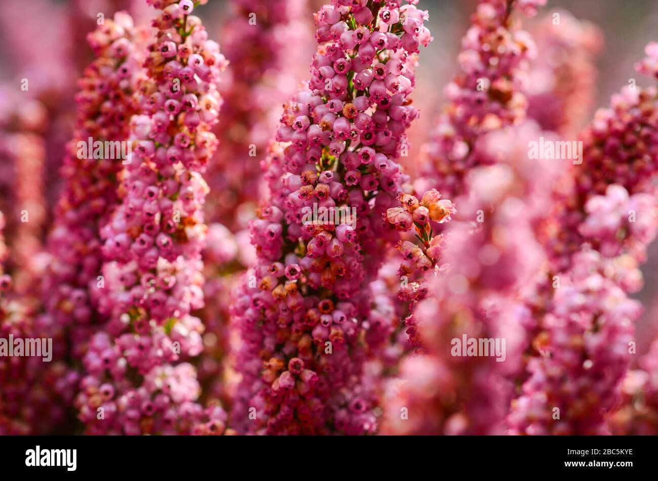 mix of summer flowers close up view Stock Photo - Alamy