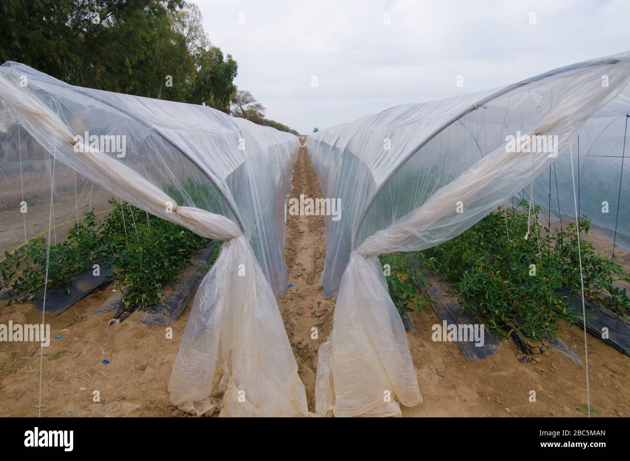 Tunnel farming at Agriomic, a smallholder farm in Balkasar Punjab in ...