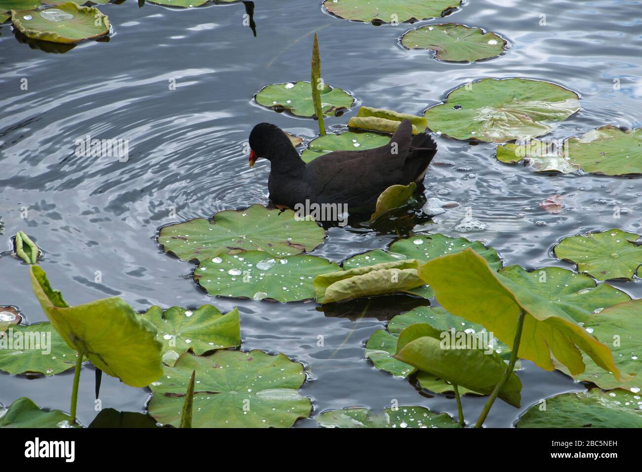Sydney Australia, dusky moorhen among lily pads in pond Stock Photo - Alamy
