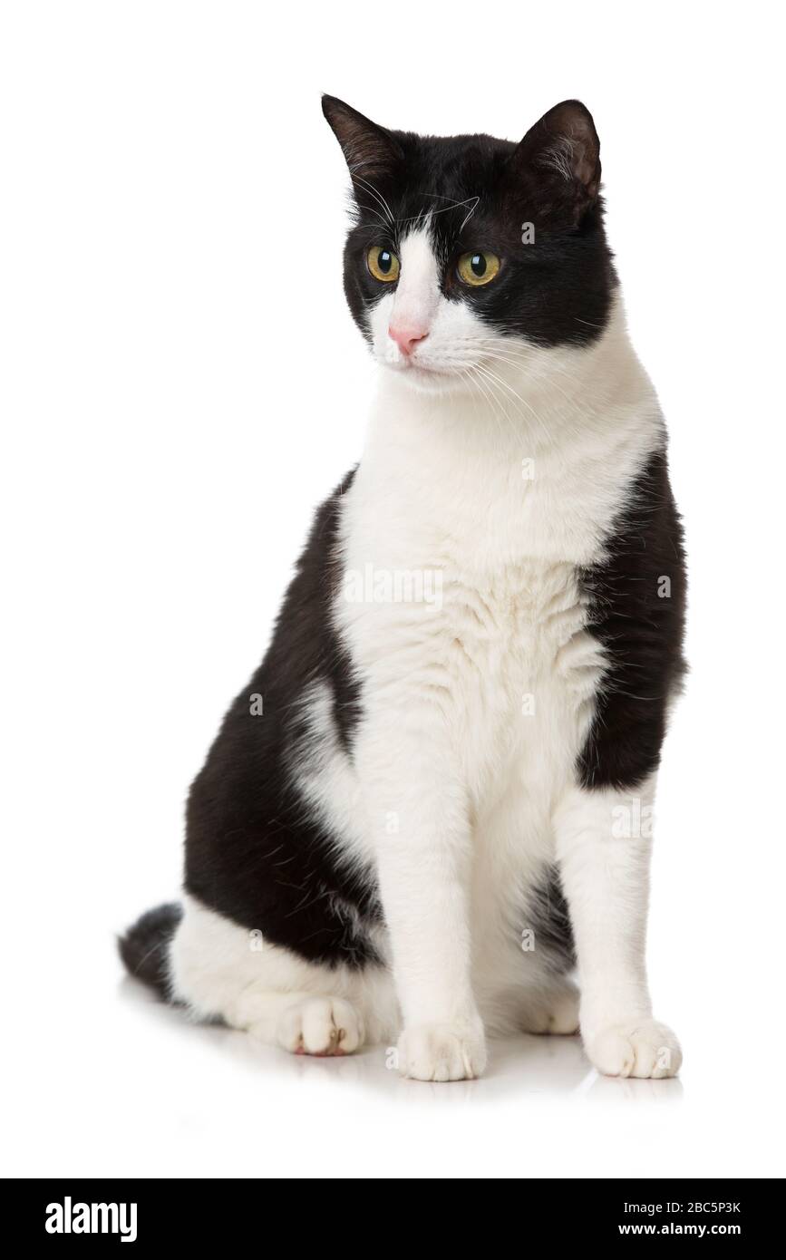 On black backdrop cat Cut Out Stock Images & Pictures - Alamy