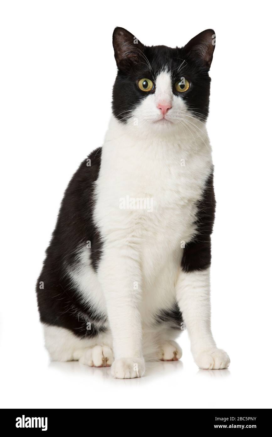Black and white cat isolated on white Stock Photo - Alamy