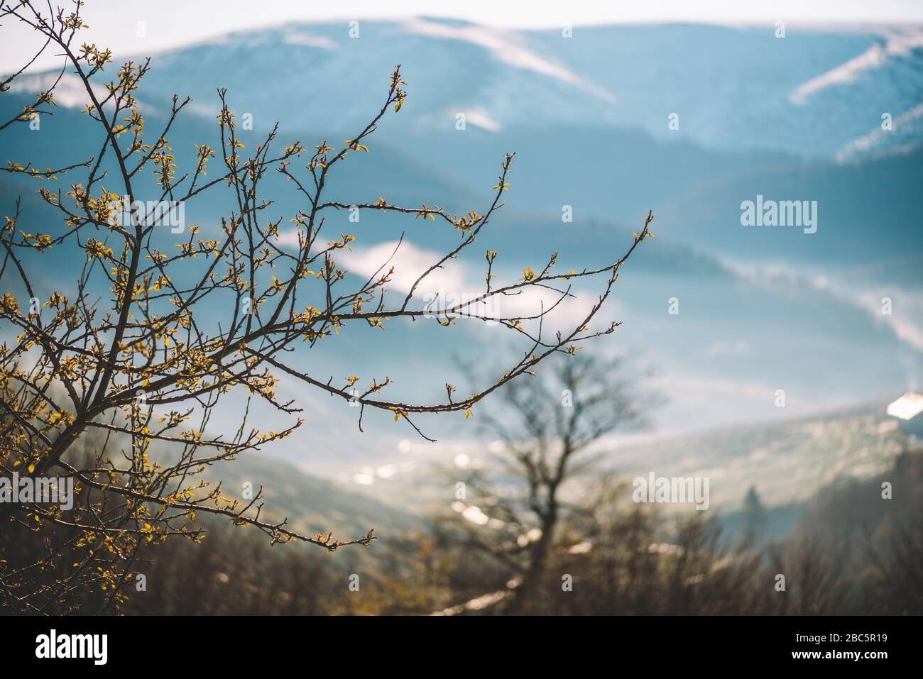 Nature background - a spring tree on a foggy mountain background Stock ...