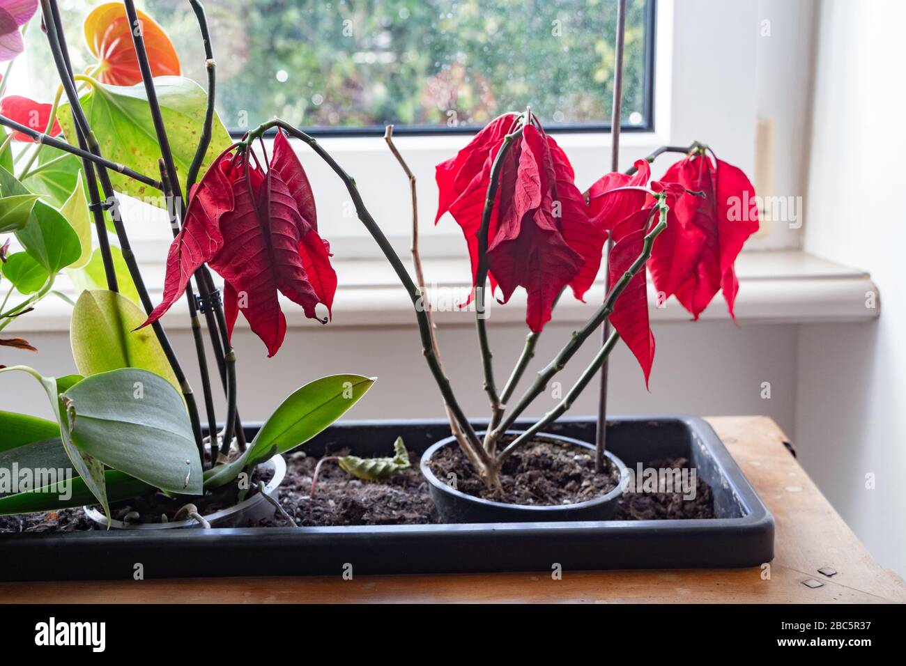 Plant with withered leaves suffering from lack of water Stock Photo - Alamy
