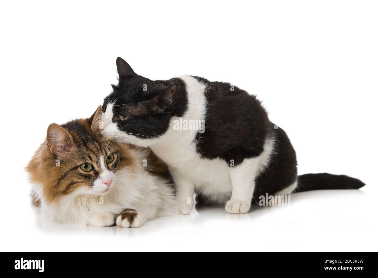 Two domestic cats isolated on white background Stock Photo - Alamy