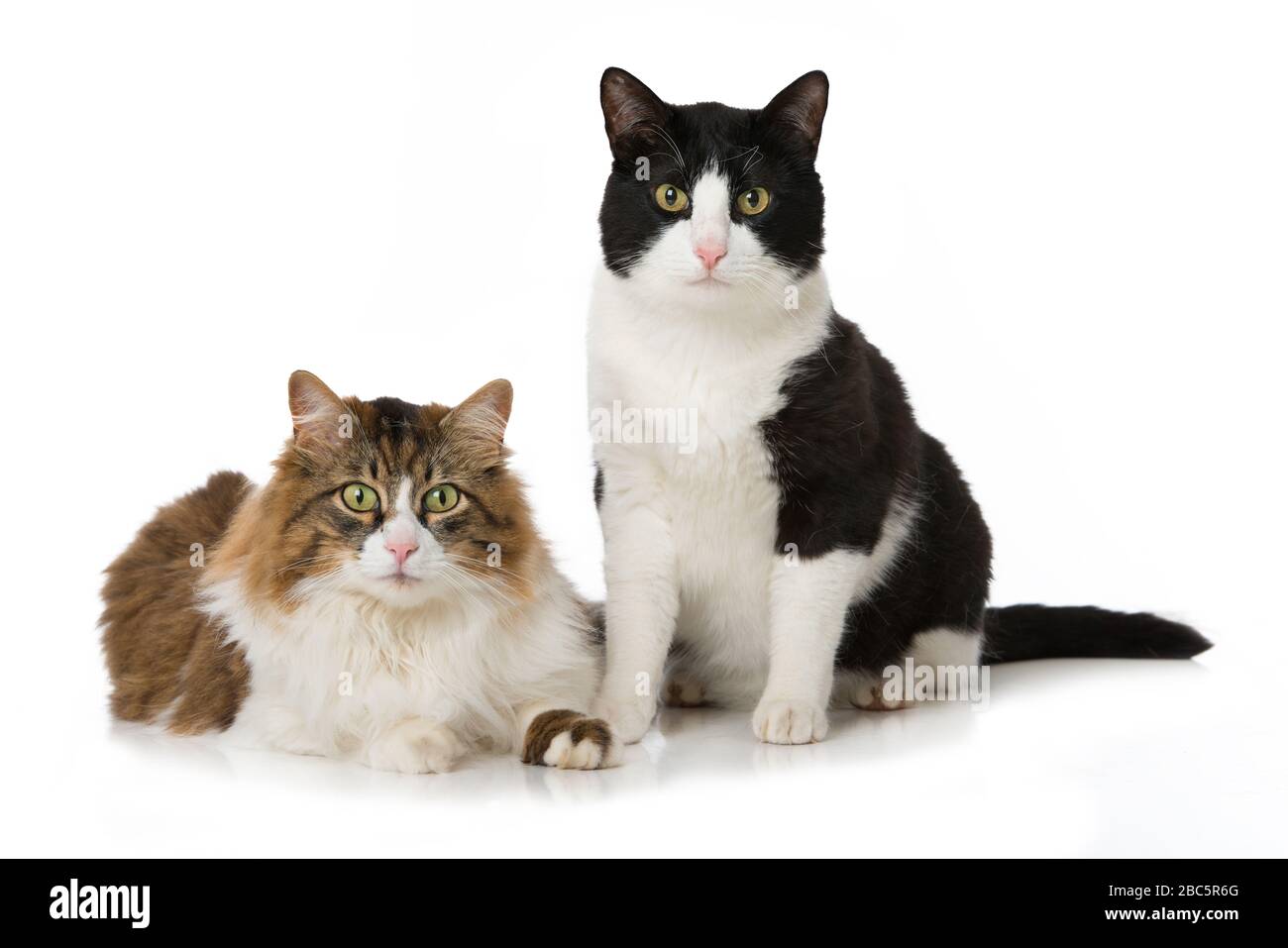 Two domestic cats isolated on white background Stock Photo - Alamy