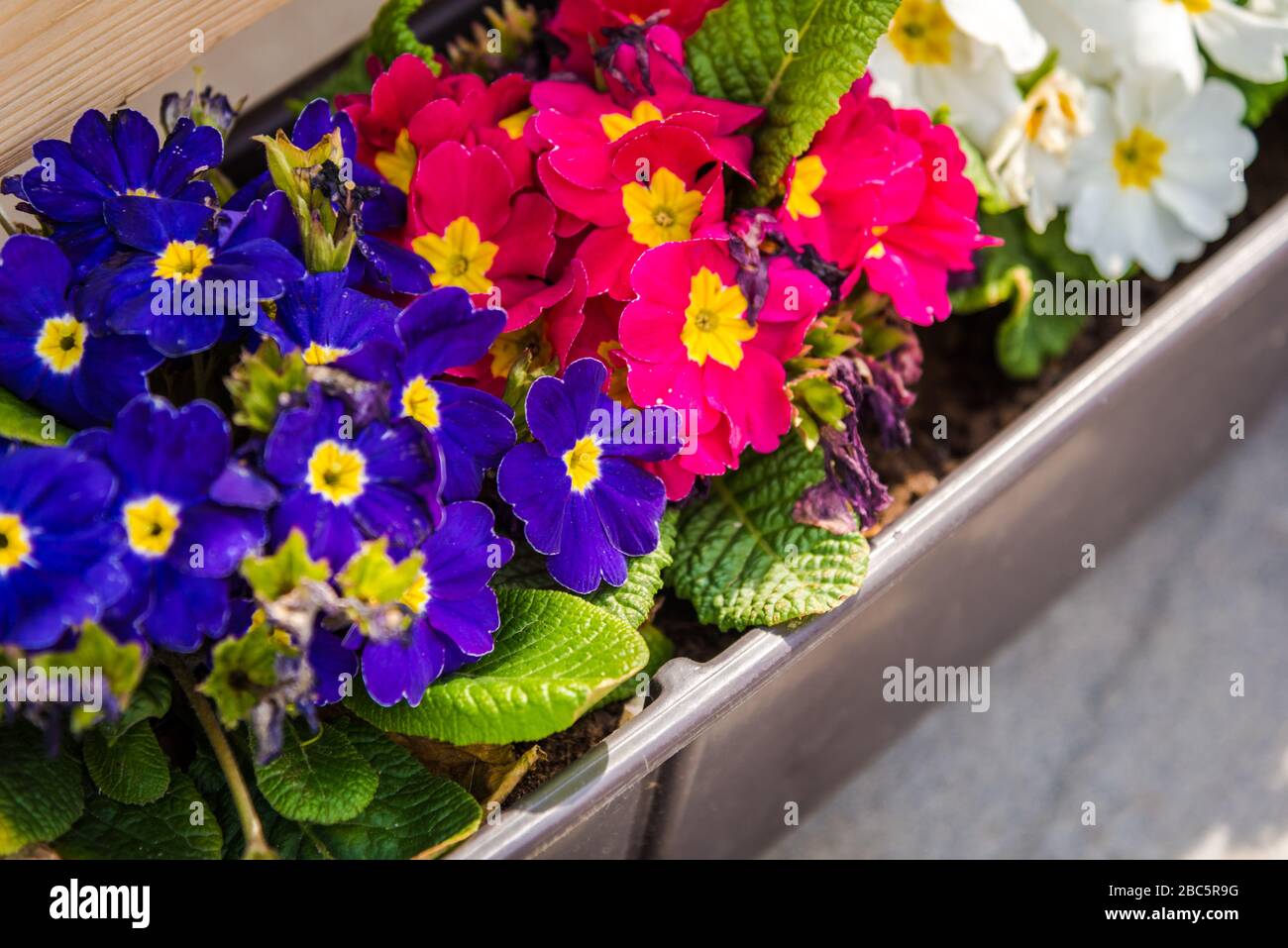 Beautiful spring flowers - violets in a pot Stock Photo - Alamy