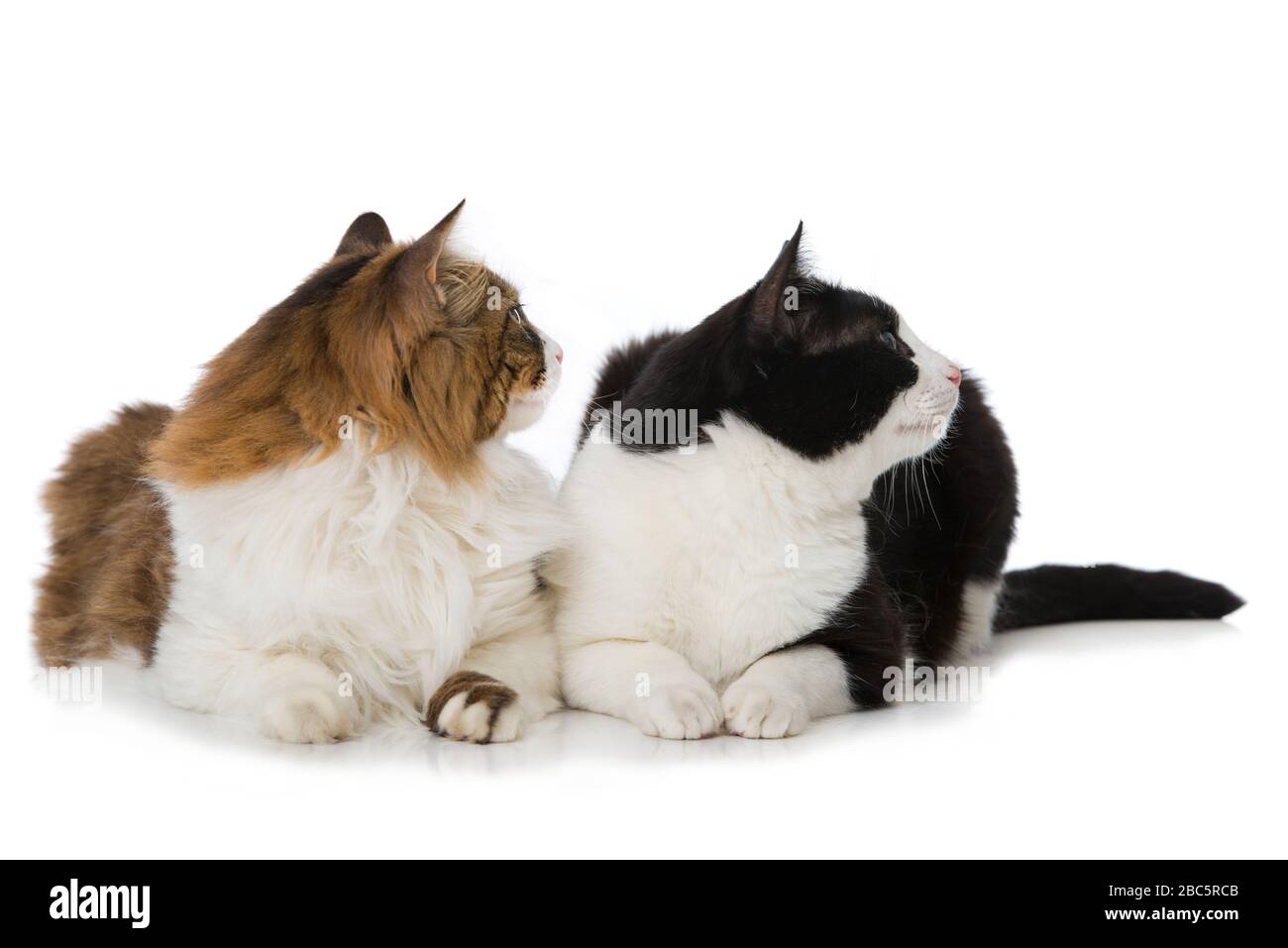 Two domestic cats isolated on white background Stock Photo - Alamy