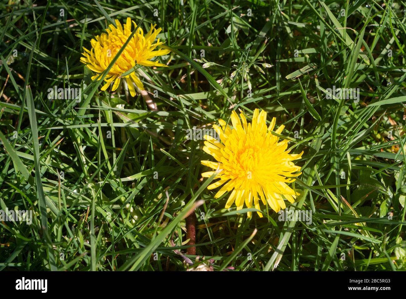 Dandelion in a garden during spring Stock Photo - Alamy