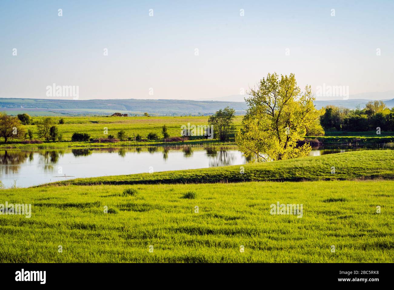 Countryside landscape - a lake and, a tree and a green meadows. Spring ...